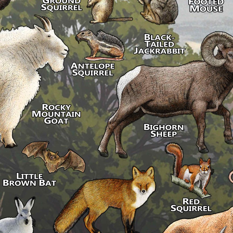 Utah Mammals Poster Print: Signed Wildlife Art Field Guide - Etsy