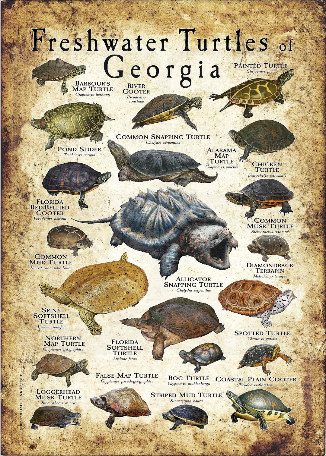 Freshwater Turtles of Georgia Poster Print /field Guide - SIGNED BY ...