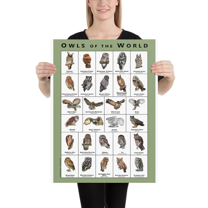 Owls of the World Art Print / Field Guide | Etsy