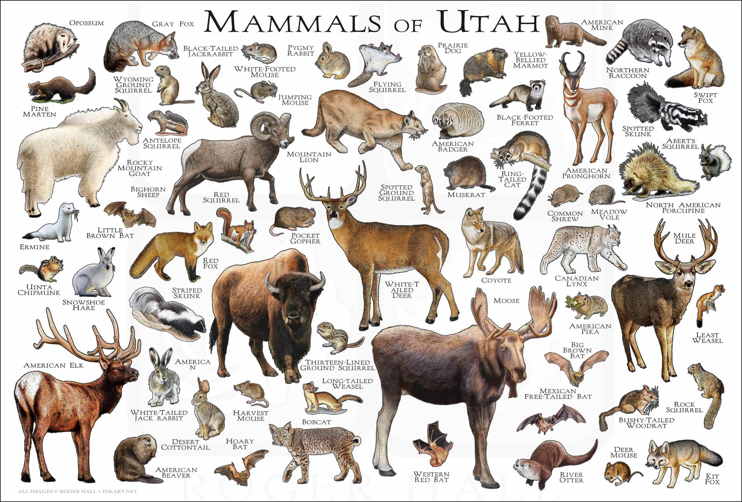 Utah State Animal Cartoon