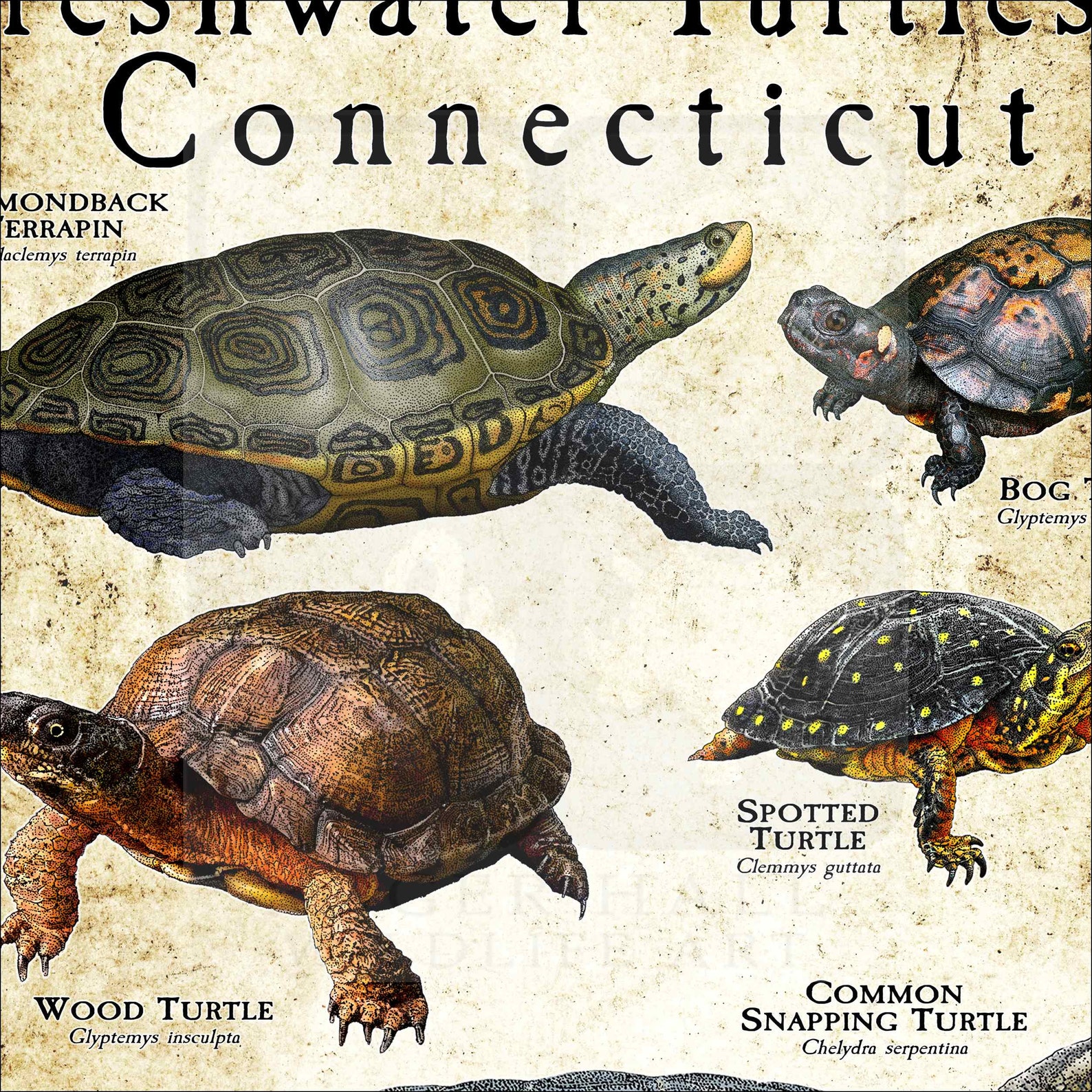 Freshwater Turtles of Connecticut Poster Print Field Guide - Etsy