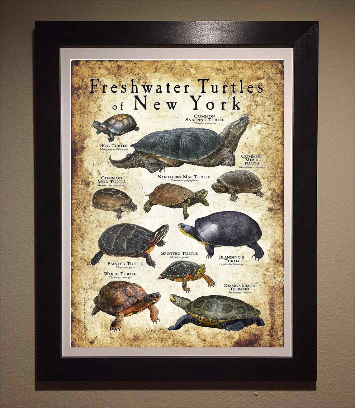Freshwater Turtles of New York Poster Print/field Guide - SIGNED BY ...