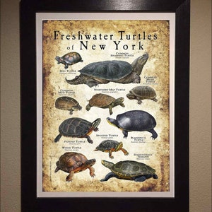 Freshwater Turtles of New York Poster Print/field Guide - SIGNED BY ...