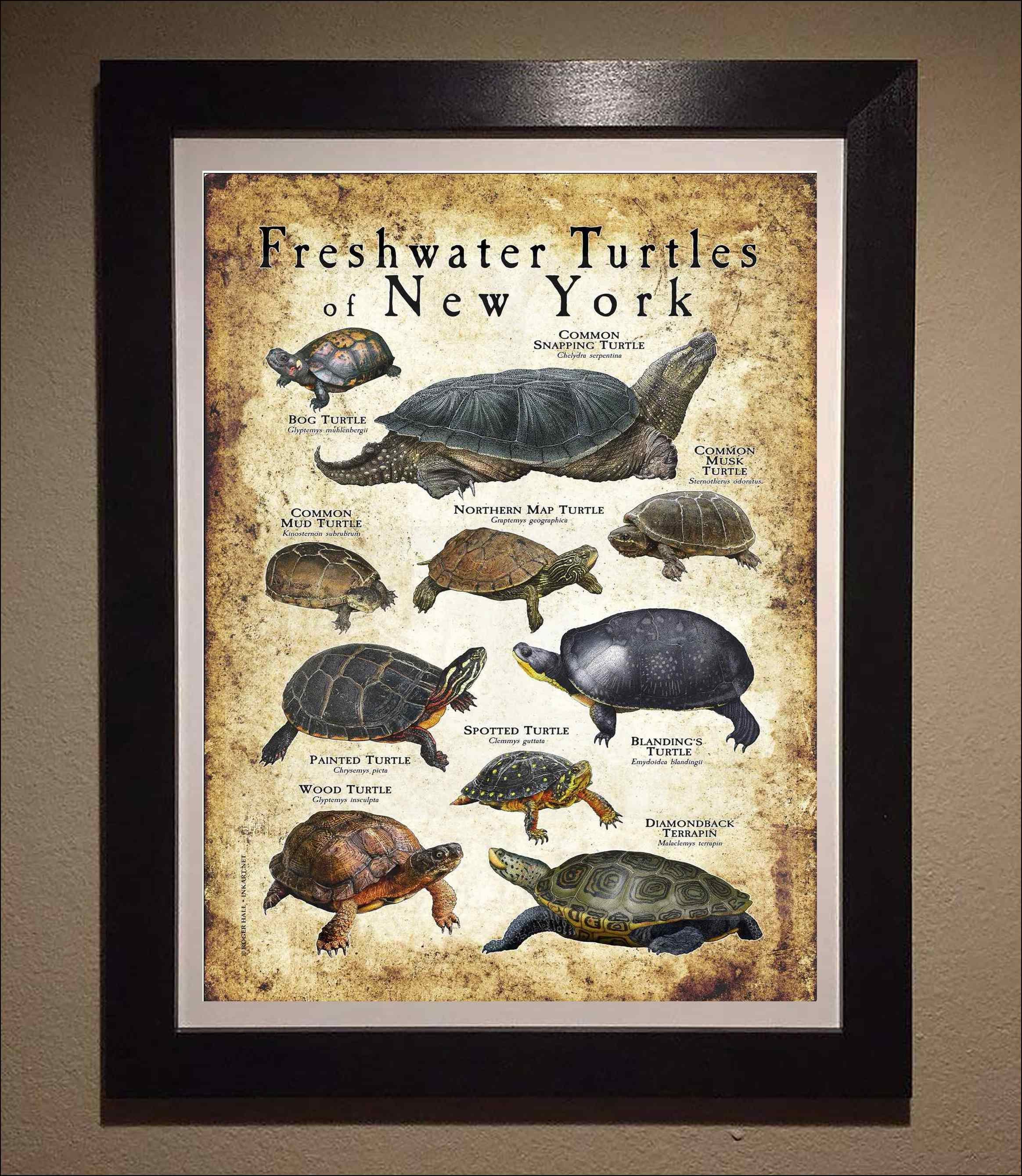 Freshwater Turtles of New York Poster Print/field Guide - SIGNED BY ...
