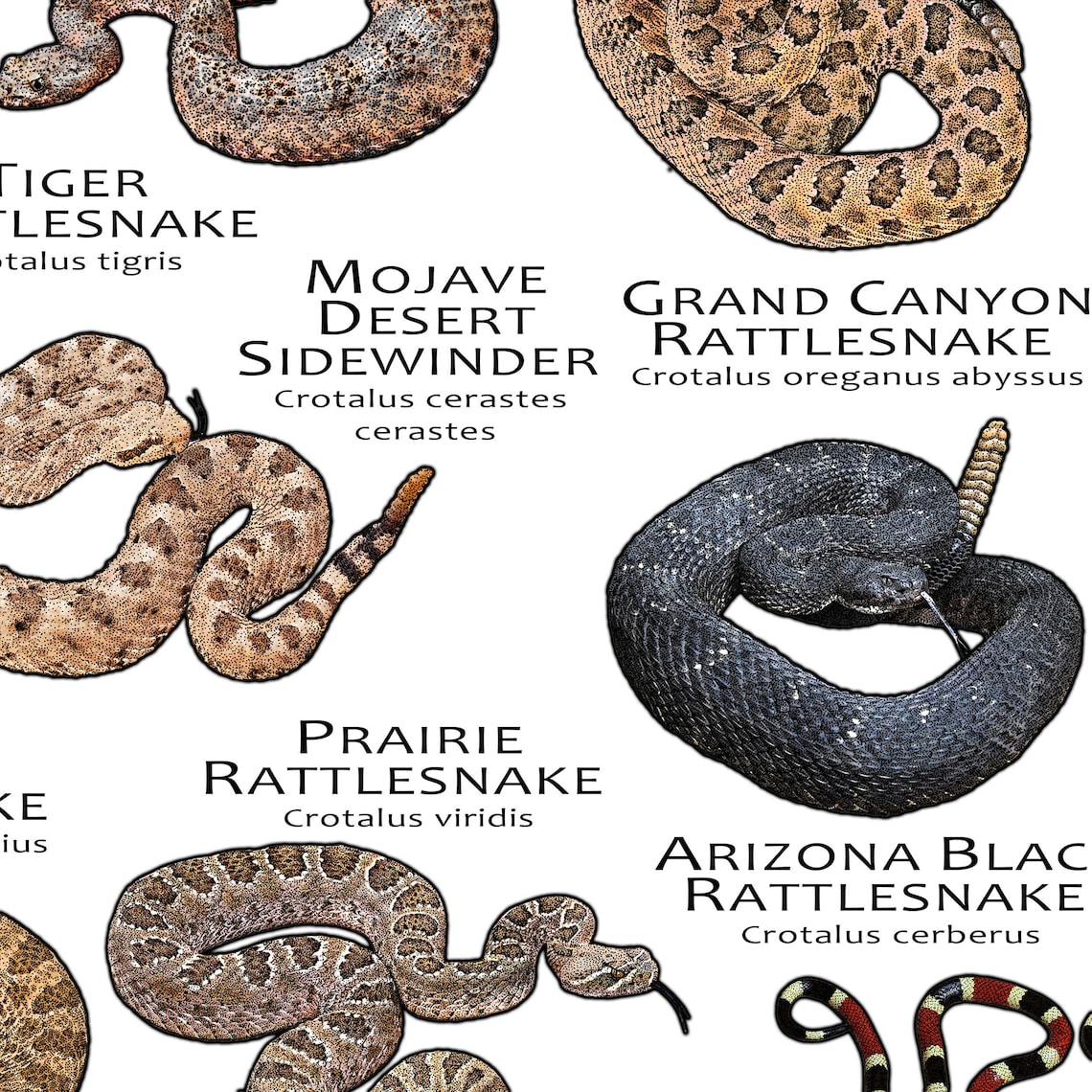 Venomous Snakes of Arizona Art Print / Field Guide - Etsy Australia
