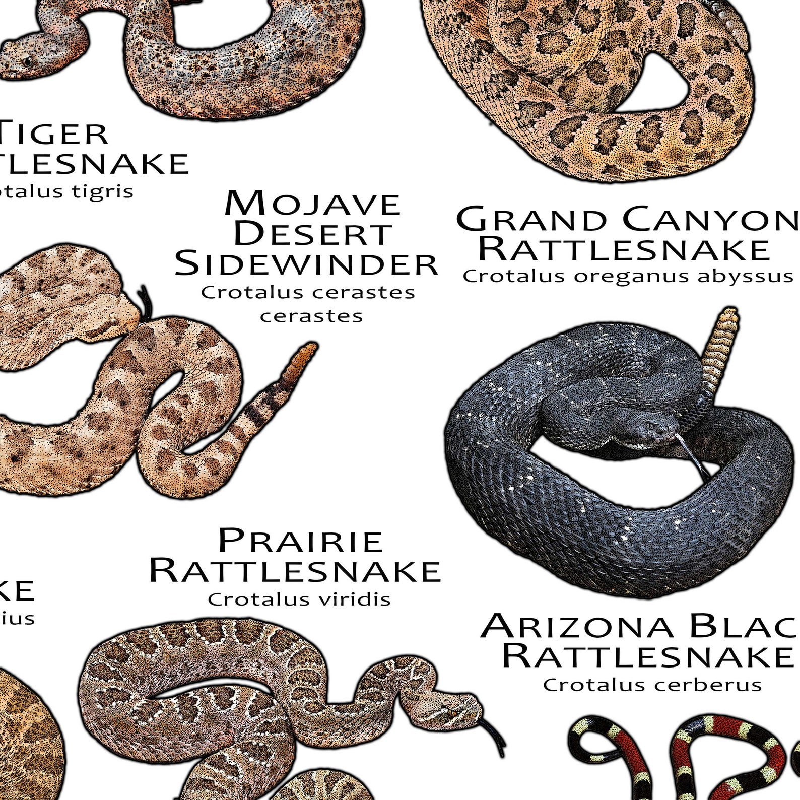 Venomous Snakes of Arizona Art Print / Field Guide - SIGNED BY ARTIST ...
