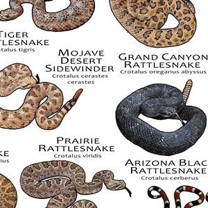 Venomous Snakes of Arizona Art Print / Field Guide - Etsy
