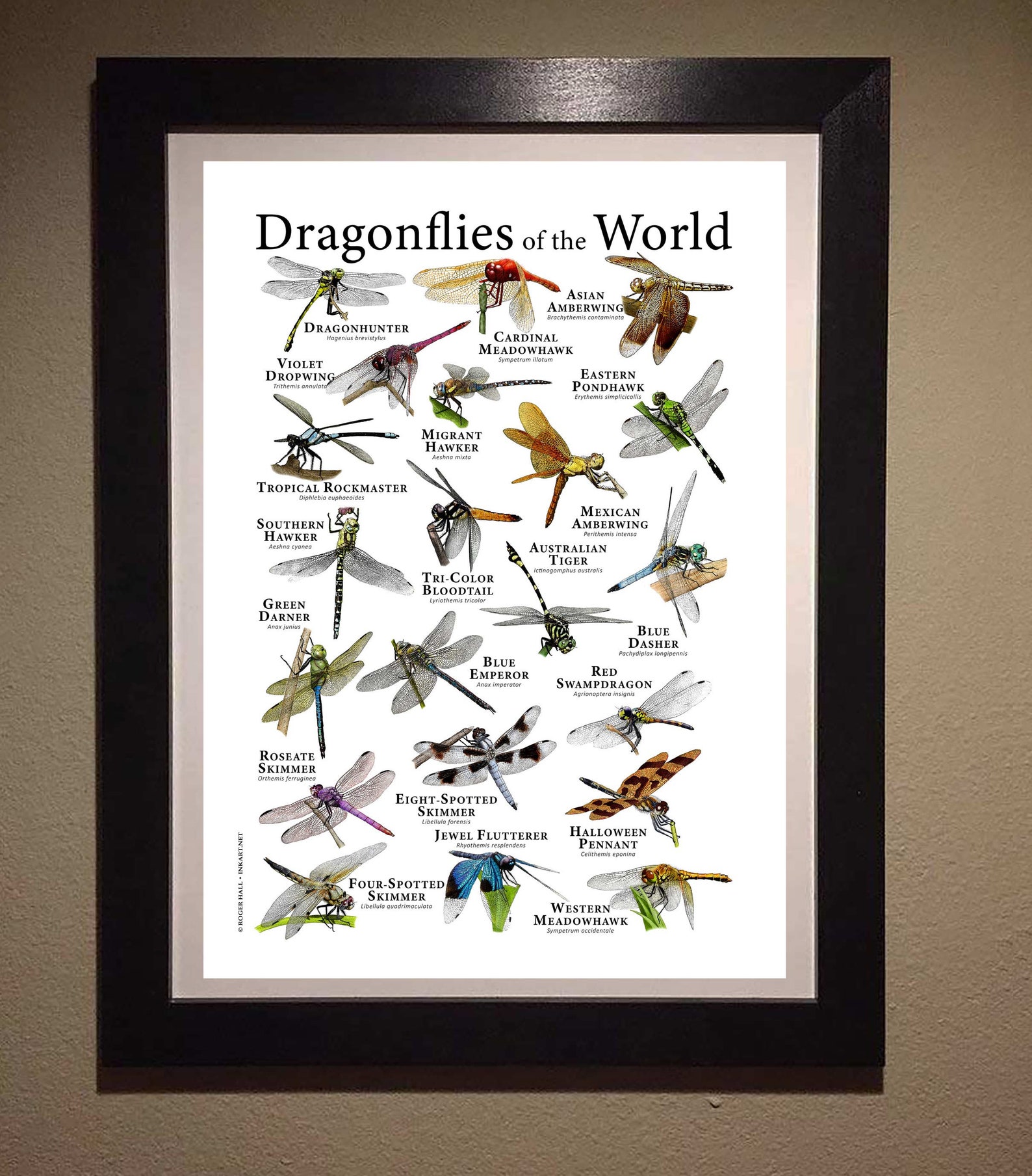 Dragonflies of the World Poster Print / Field Guide - Etsy