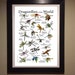 Dragonflies of the World Poster Print / Field Guide - SIGNED BY ARTIST ...