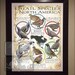 Quail Species of North America Poster Print/field Guide - SIGNED BY ...