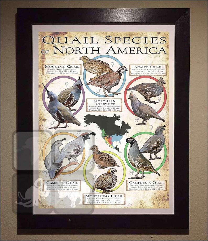Quail Species of North America Poster Print/field Guide - SIGNED BY ...