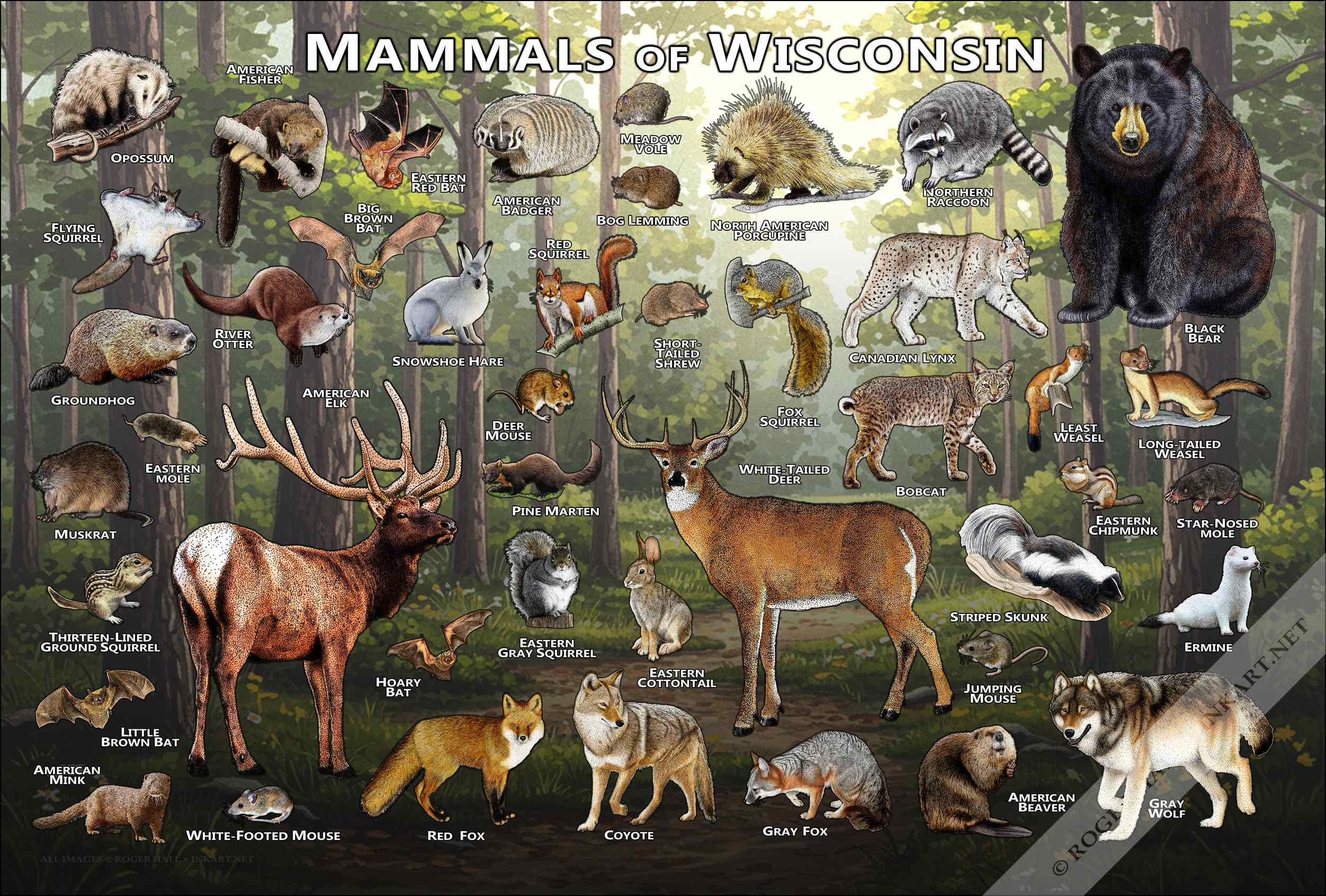 Wisconsin Mammals Poster Print: Field Guide Art - Signed - Etsy
