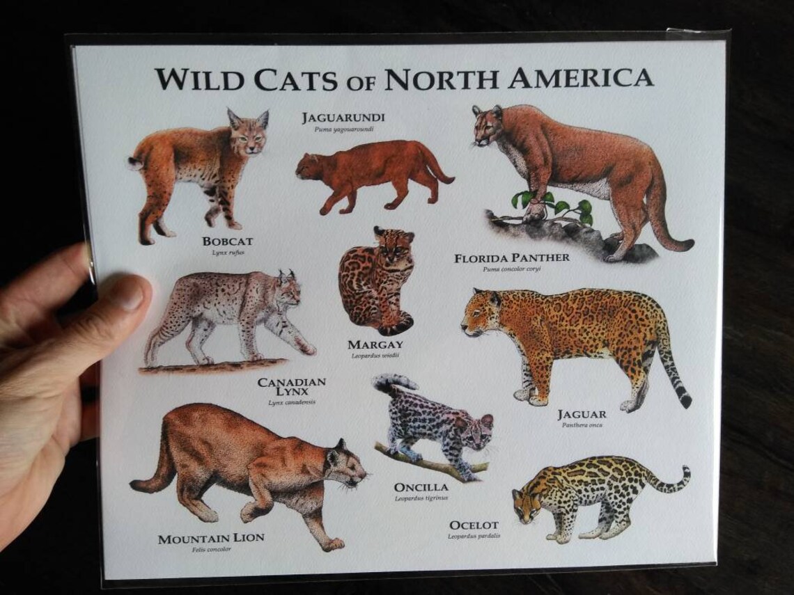 Wild Cats of North America Poster Print | Etsy