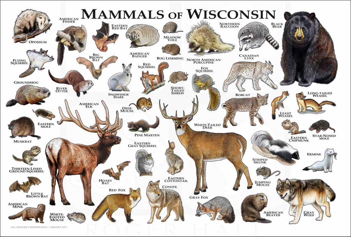 Wisconsin Mammals Poster Print: Field Guide Art - Signed - Etsy