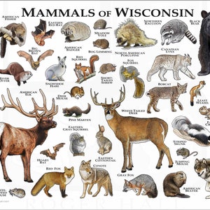 Wisconsin Mammals Poster Print: Field Guide Art - Signed - Etsy
