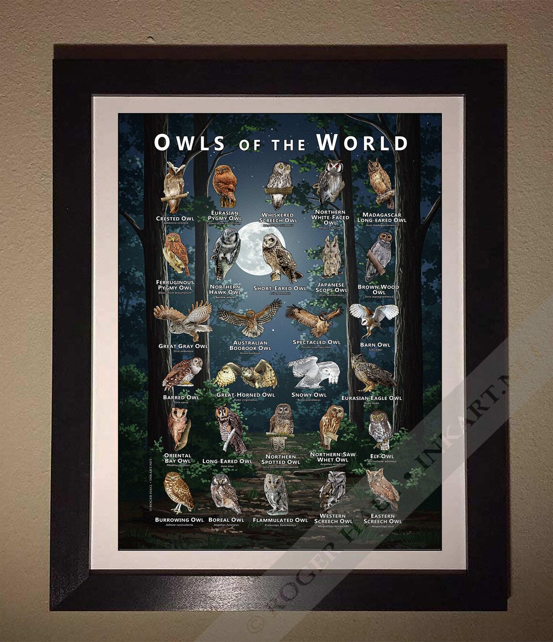 Owls of the World Art Print / Field Guide - SIGNED BY ARTIST - Etsy