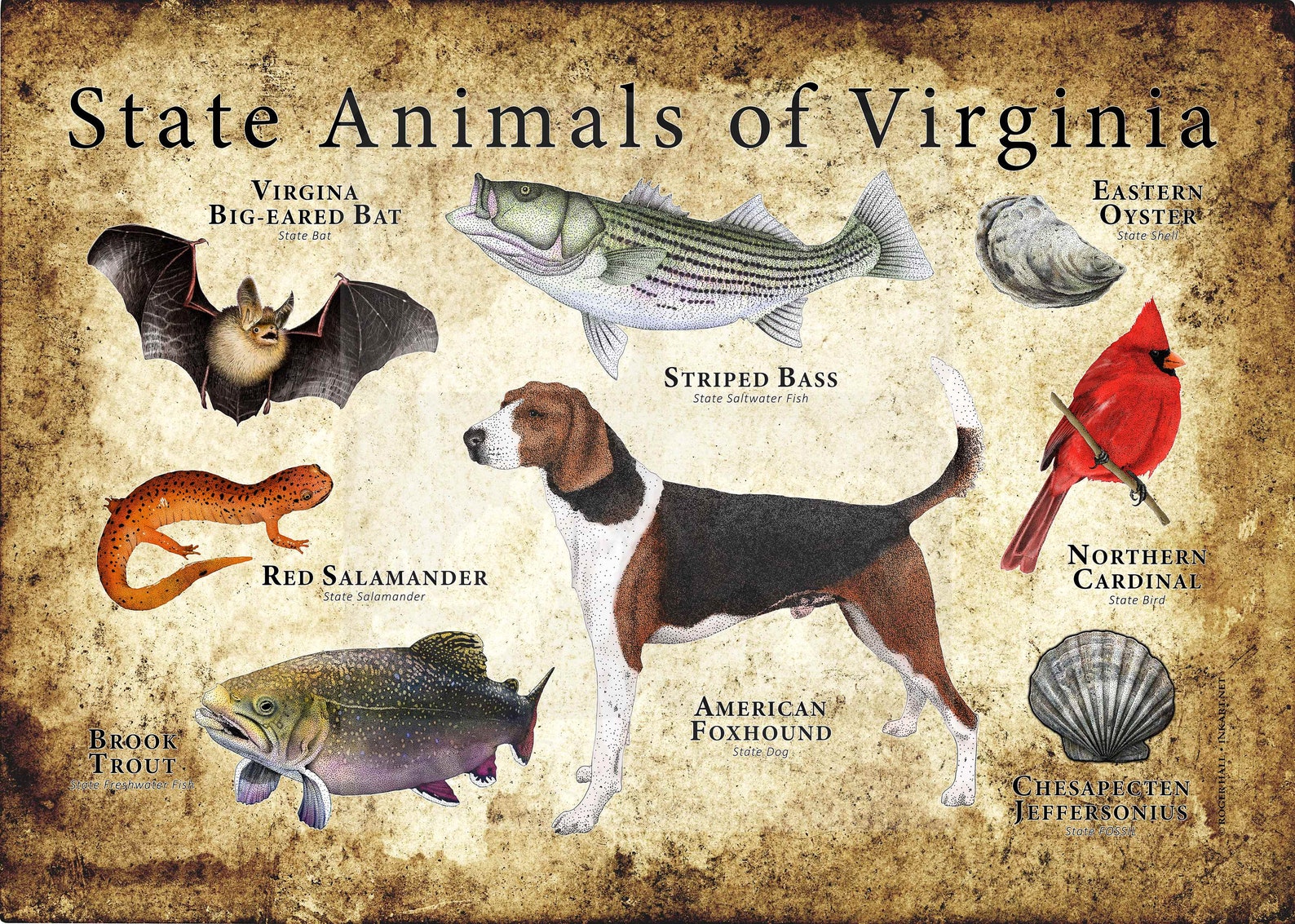 Virginia State Animals Poster Print | Etsy