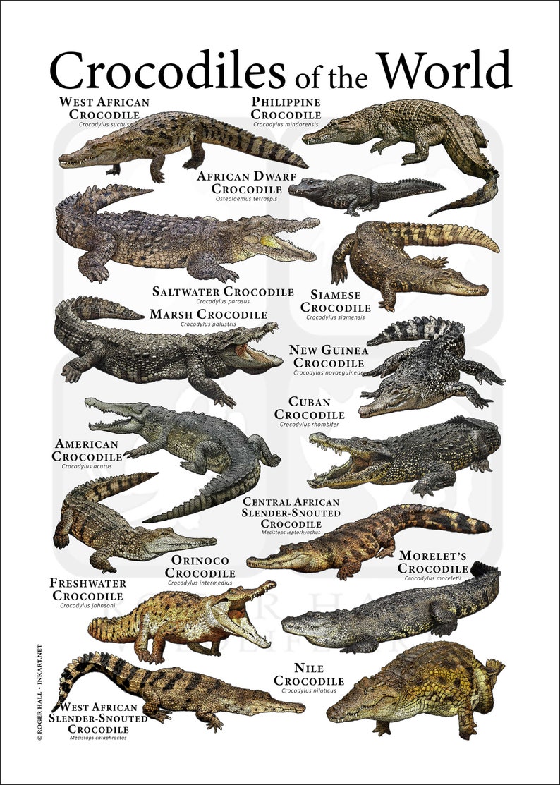 Crocodiles of the World Poster Print - SIGNED BY ARTIST! - Etsy