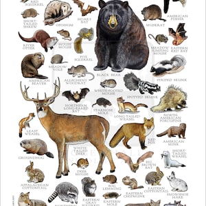 Pennsylvania Mammals Poster Print: Signed Wildlife Art Field Guide - Etsy