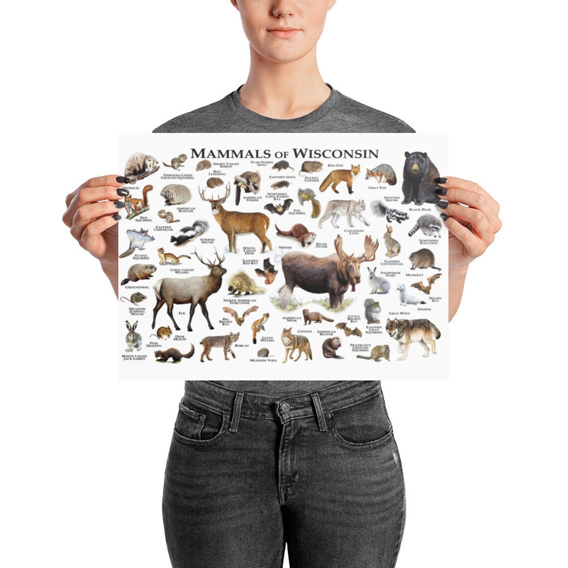 Mammals of Wisconsin Poster Print / Wisconsin Mammals Field | Etsy