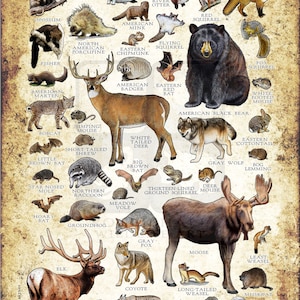 Michigan Mammals Poster Print: Signed Wildlife Art Field Guide - Etsy