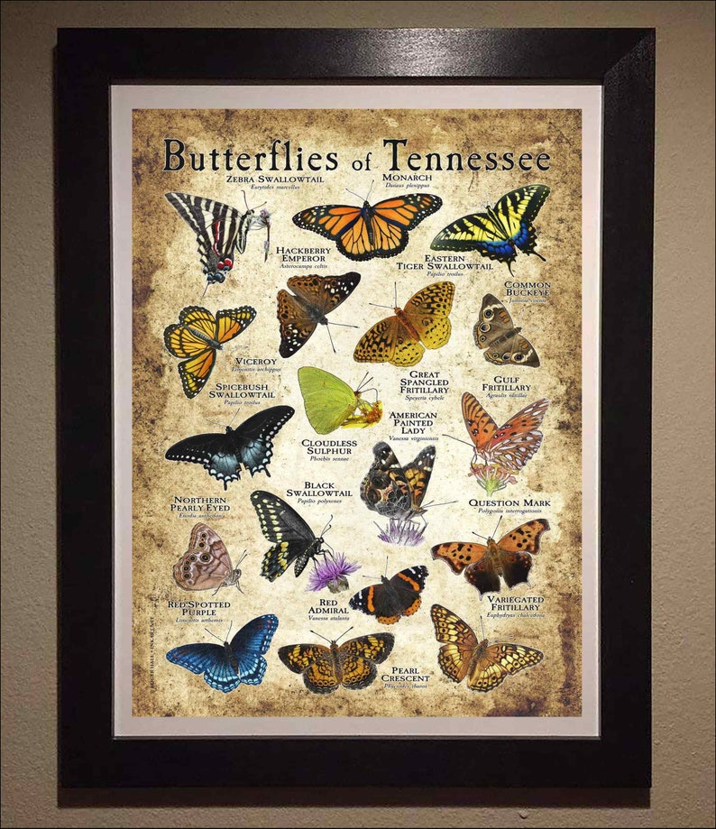 Butterflies of Tennessee Poster Print - Field Guide - Etsy