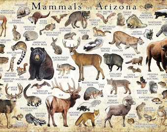 Mammals Field Guide - Etsy