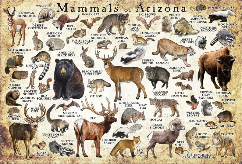 Mammals of Arizona Poster Print / Arizona Mammals Field Guide - Etsy