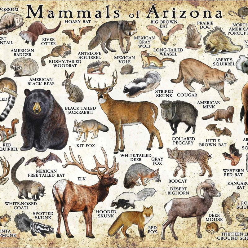 Arizona Poster - Etsy