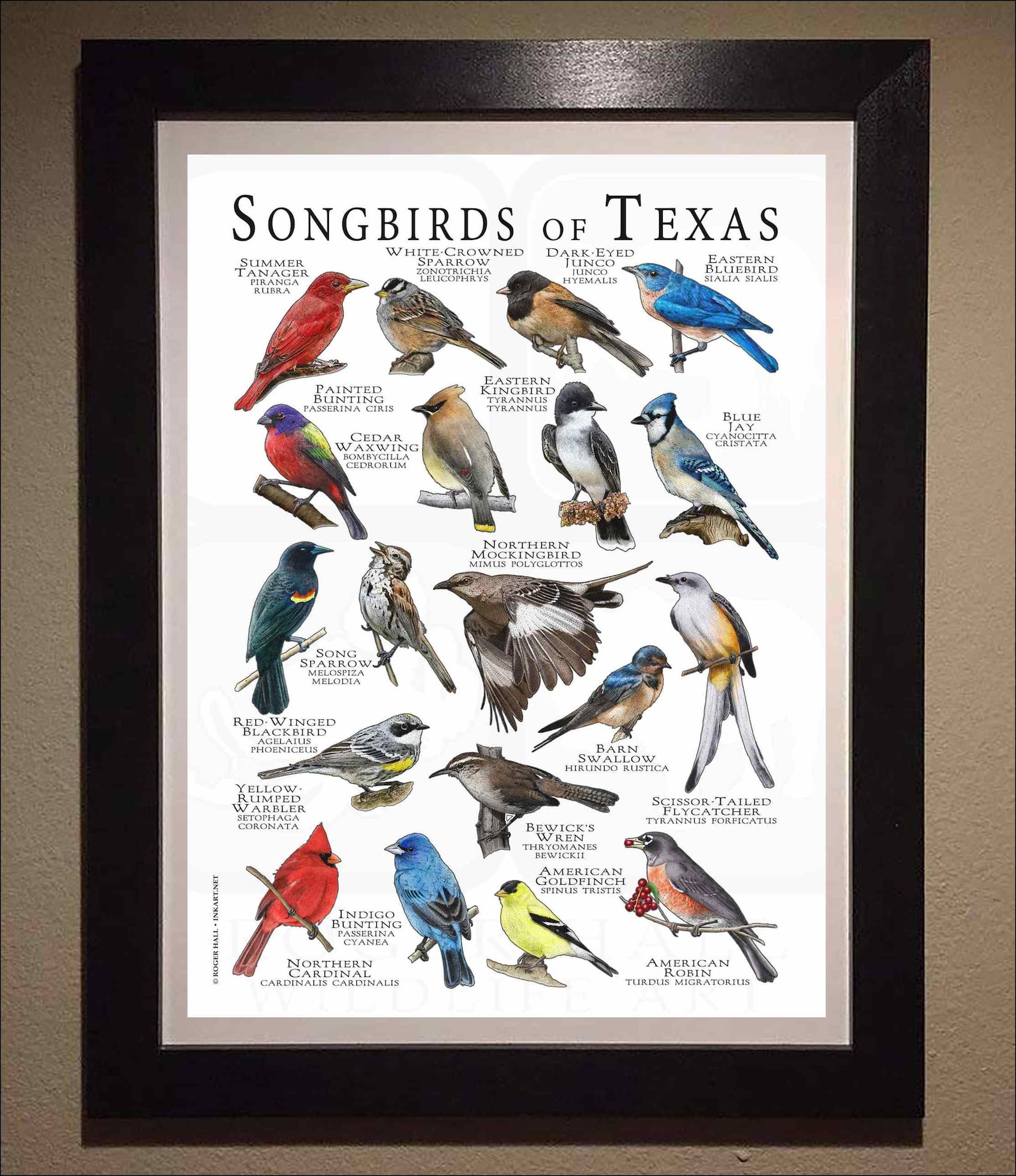 Songbirds of Texas Poster Print/field Guide - SIGNED BY ARTIST! - Etsy