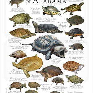 Freshwater Turtles of Alabama Poster Print Field Guide - Etsy