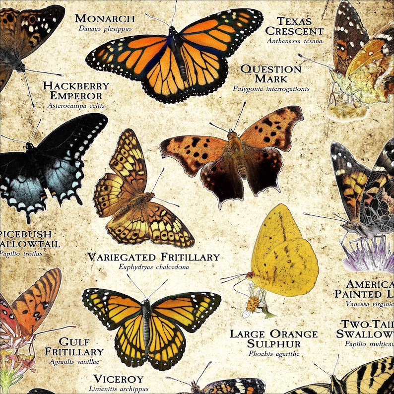 Butterflies of Texas Poster Print/field Guide - SIGNED BY ARTIST! - Etsy