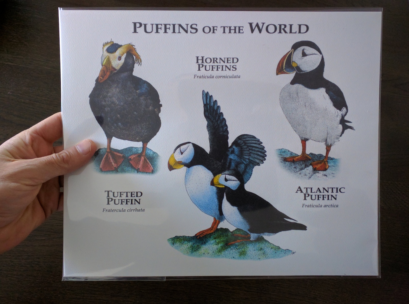 Puffins of the World Poster Print - Etsy