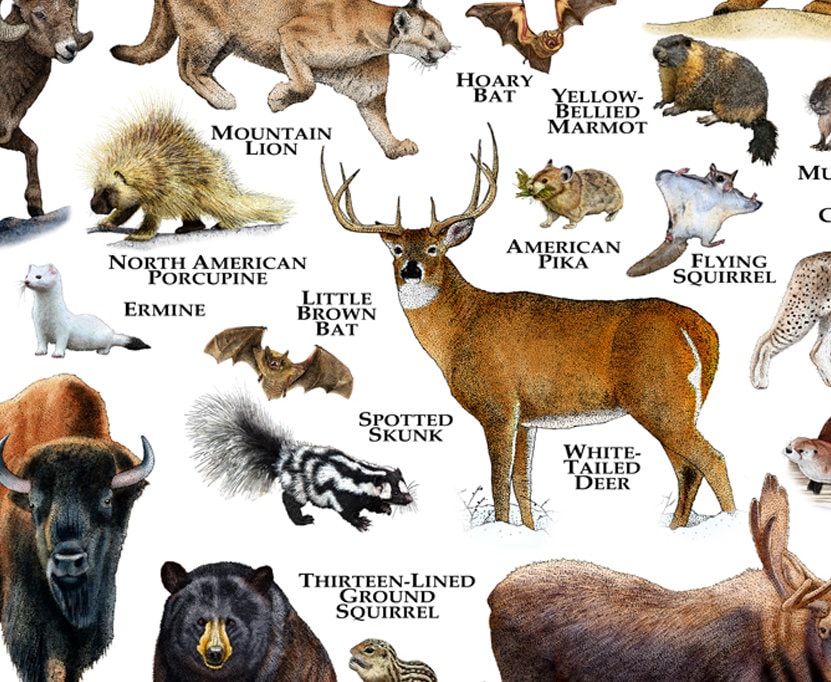 Rodents Found In Montana