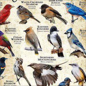 Songbirds of Texas Poster Print Field Guide - Etsy