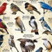 Songbirds of Texas Poster Print Field Guide - Etsy