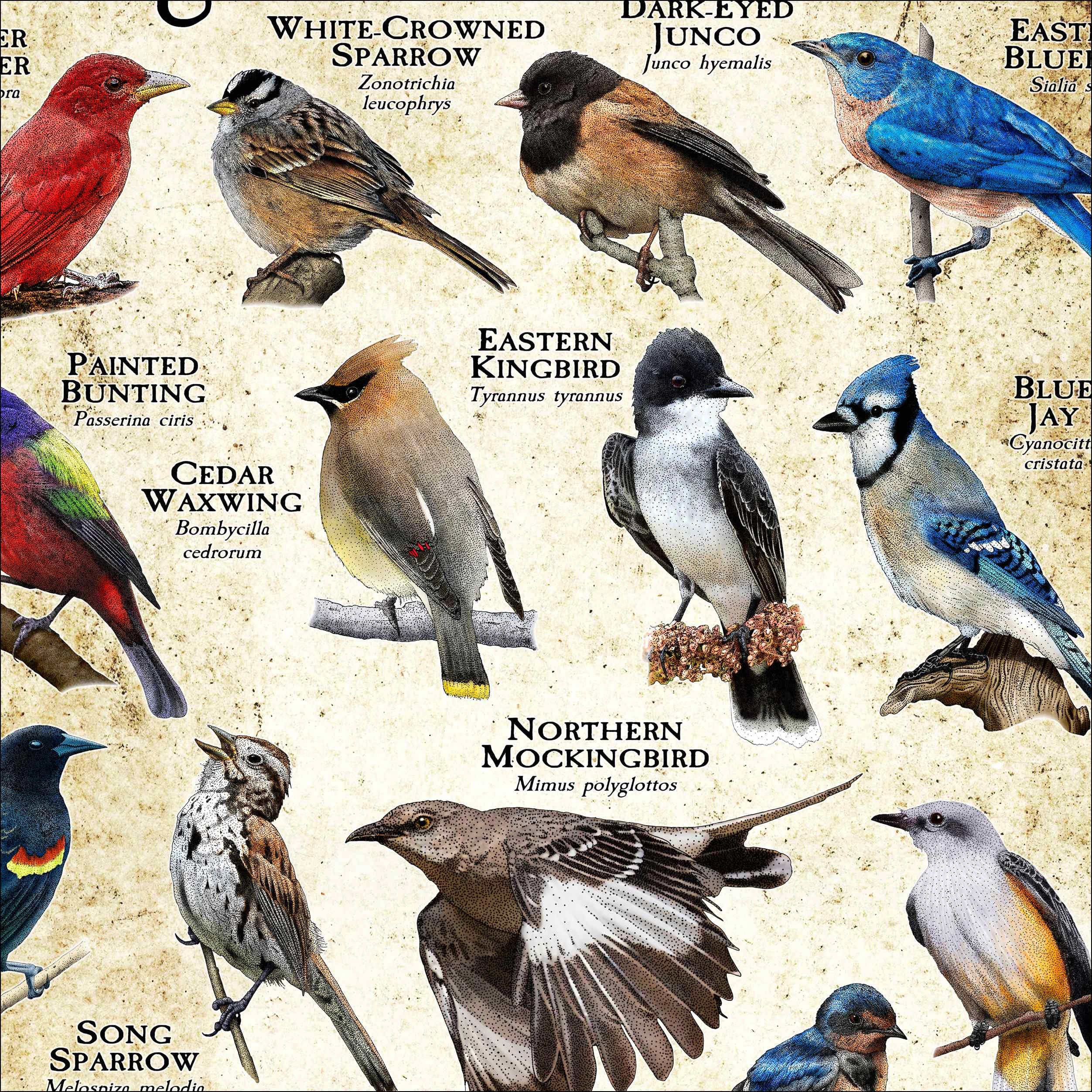 Songbirds of Texas Poster Print/field Guide - SIGNED BY ARTIST! - Etsy