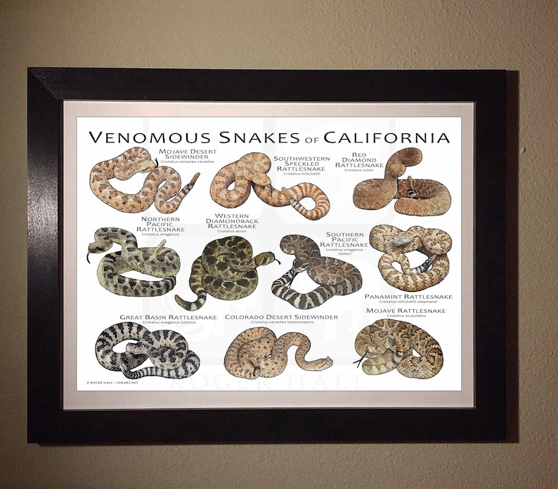 Venomous Snakes of California Art Print / Field Guide - SIGNED BY ...
