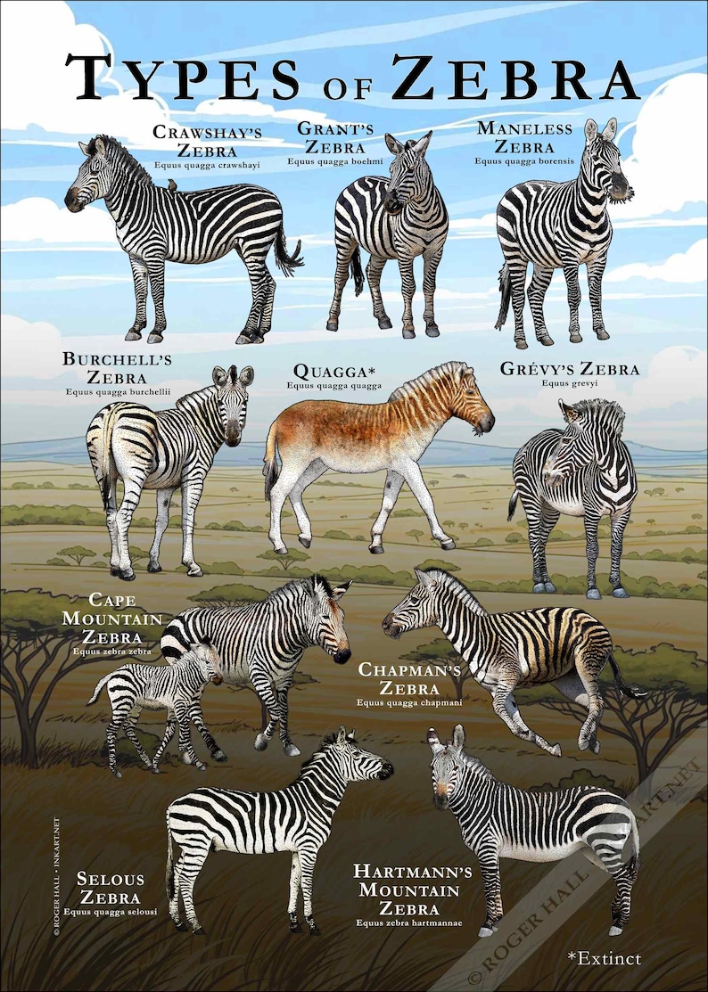 Types of Zebra Poster / Field Guide - SIGNED BY ARTIST! - Etsy
