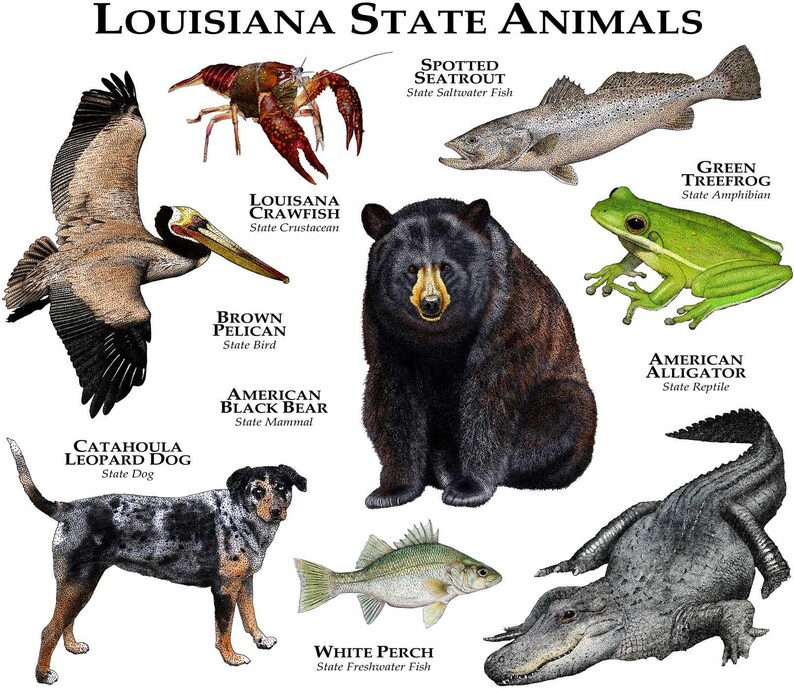 Louisiana State Animals Poster Print | Etsy