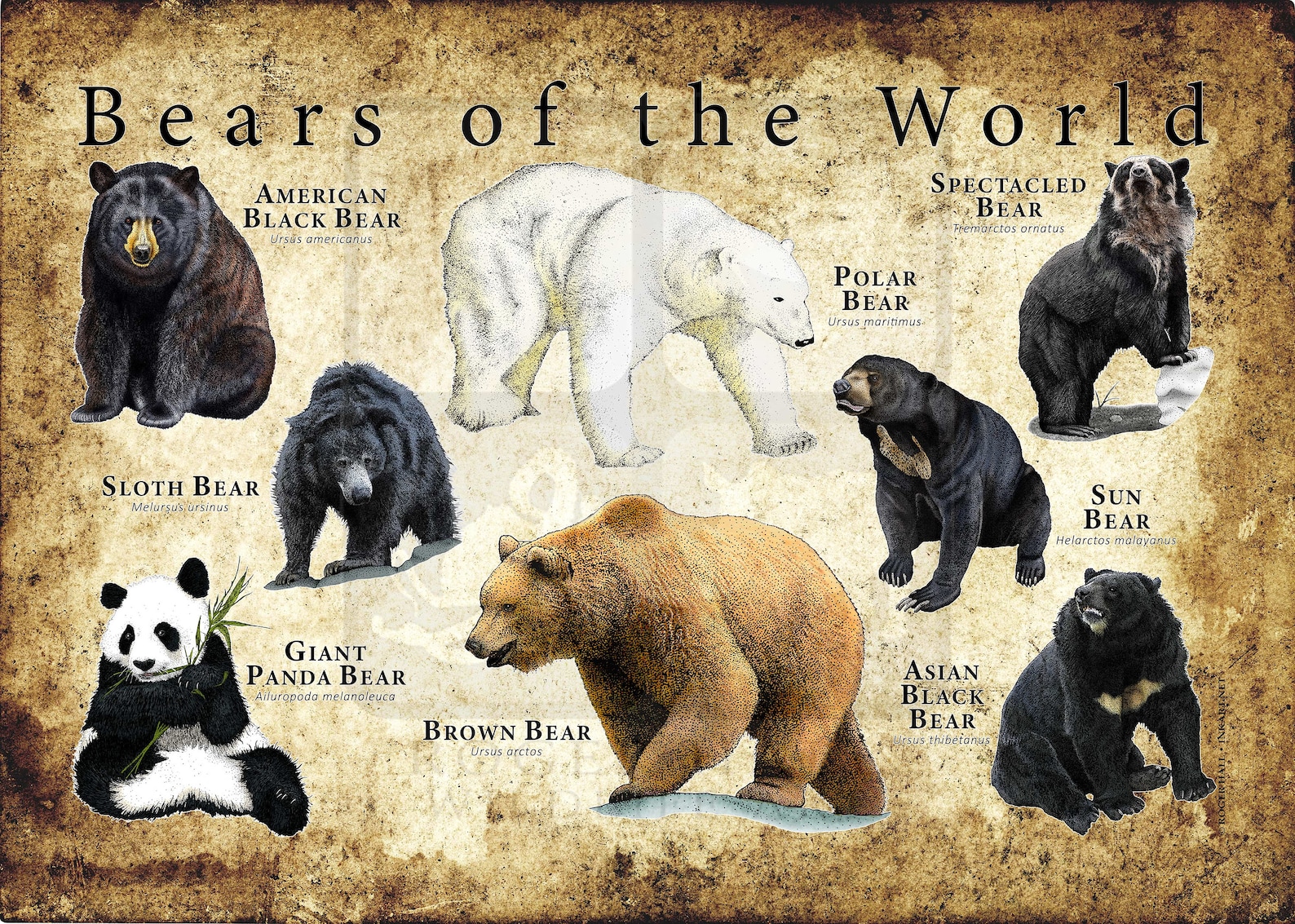 Bears of the World Poster / Field Guide | Etsy