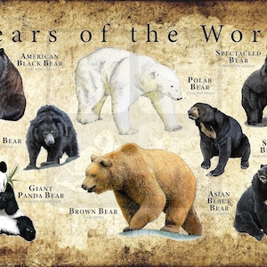 Bears of the World Poster / Field Guide - SIGNED BY ARTIST! - Etsy