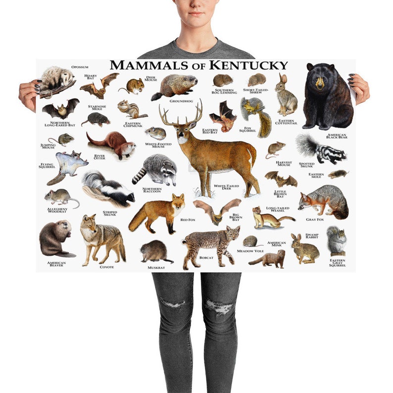 Mammals of Kentucky Poster Print / Kentucky Mammals Field | Etsy