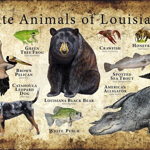Louisiana State Animals Poster Print - Etsy