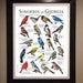Songbirds of Georgia Poster Print Field Guide - Etsy