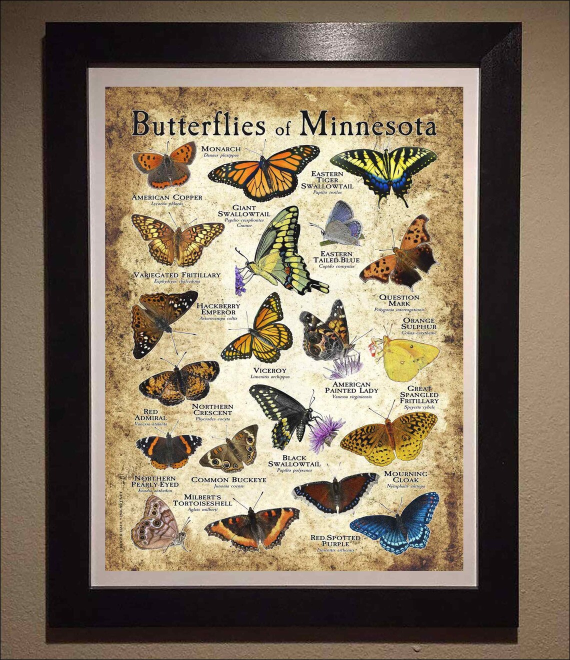 Butterflies of Minnesota Poster Print Field Guide - Etsy