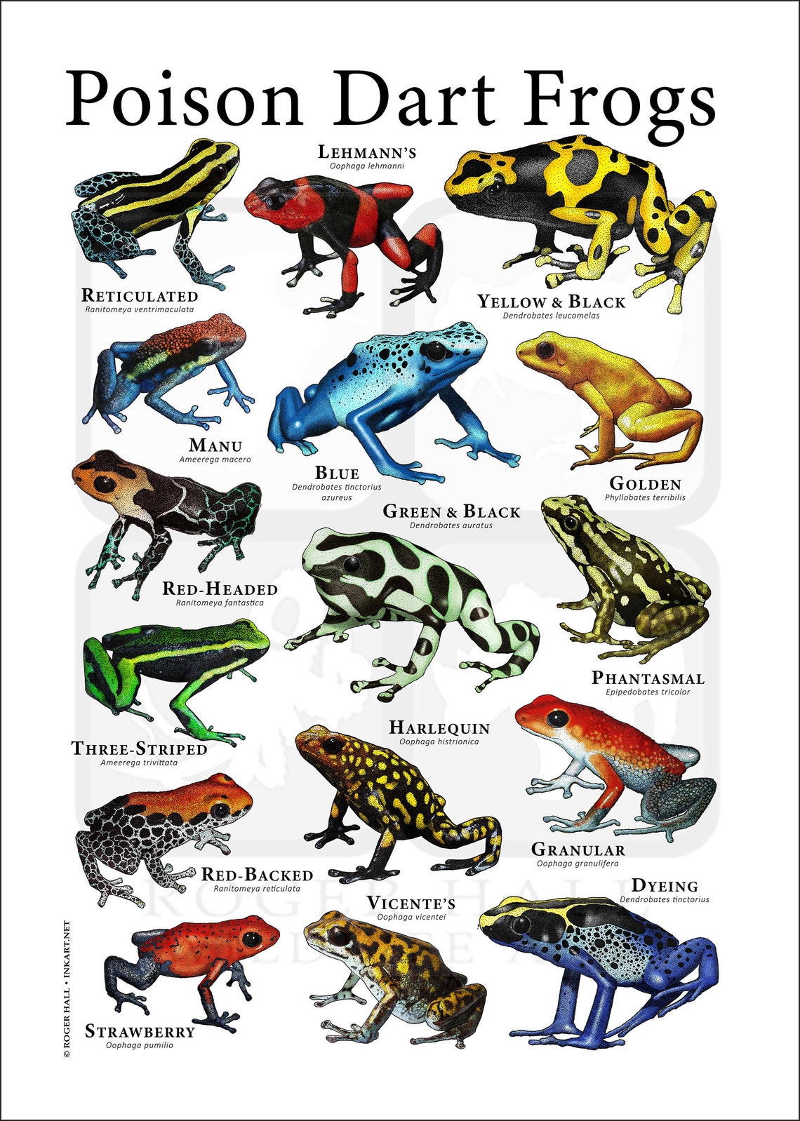Poison Dart Frogs Poster Print - Etsy Australia
