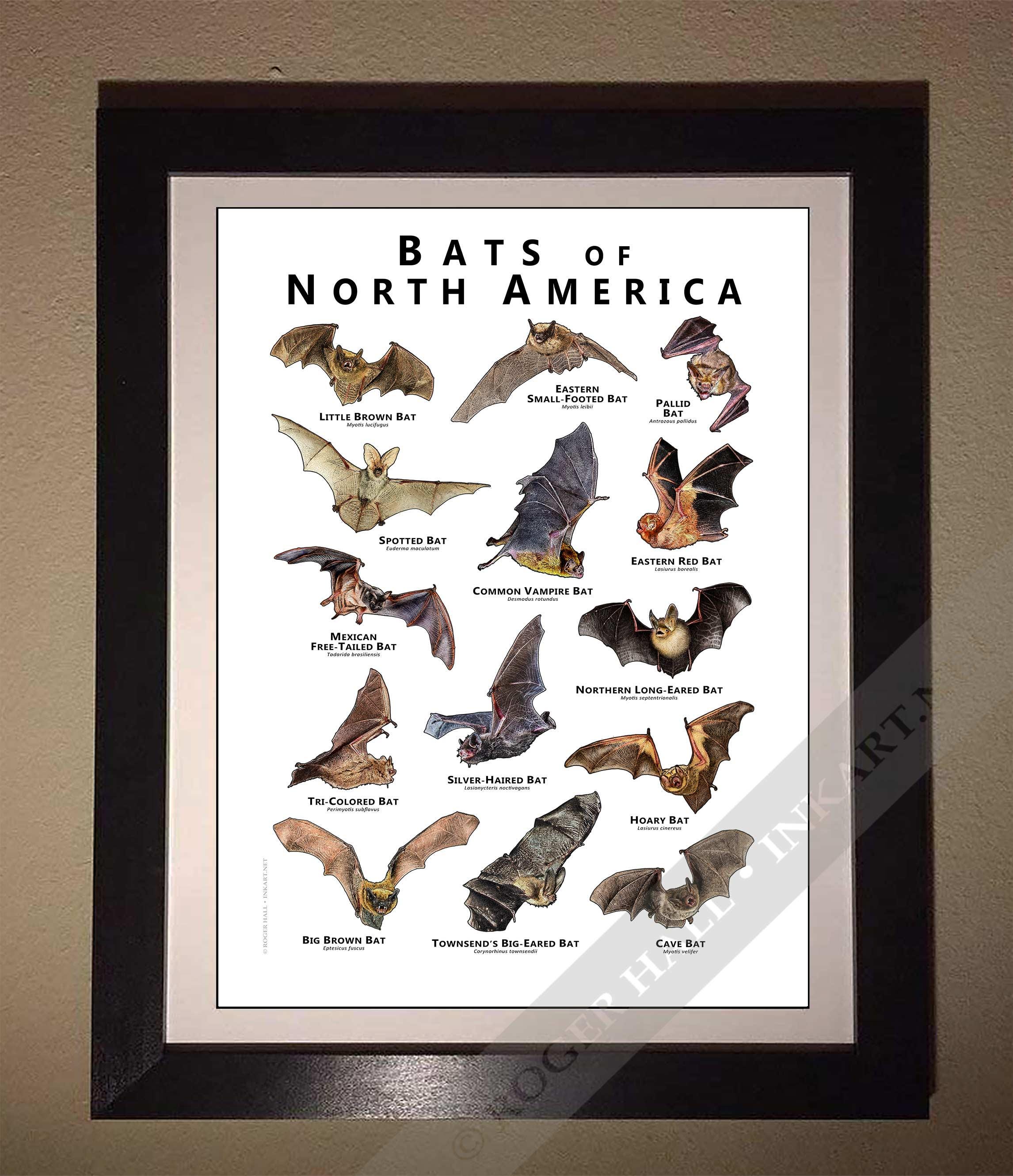 Bats of North America Poster Print - SIGNED BY ARTIST! - Etsy