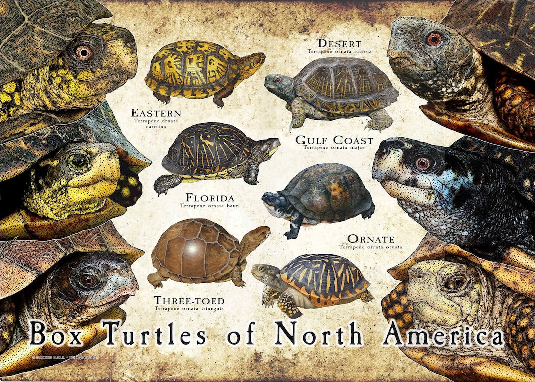 Box Turtles of North America Poster / Field Guide - SIGNED BY ARTIST ...