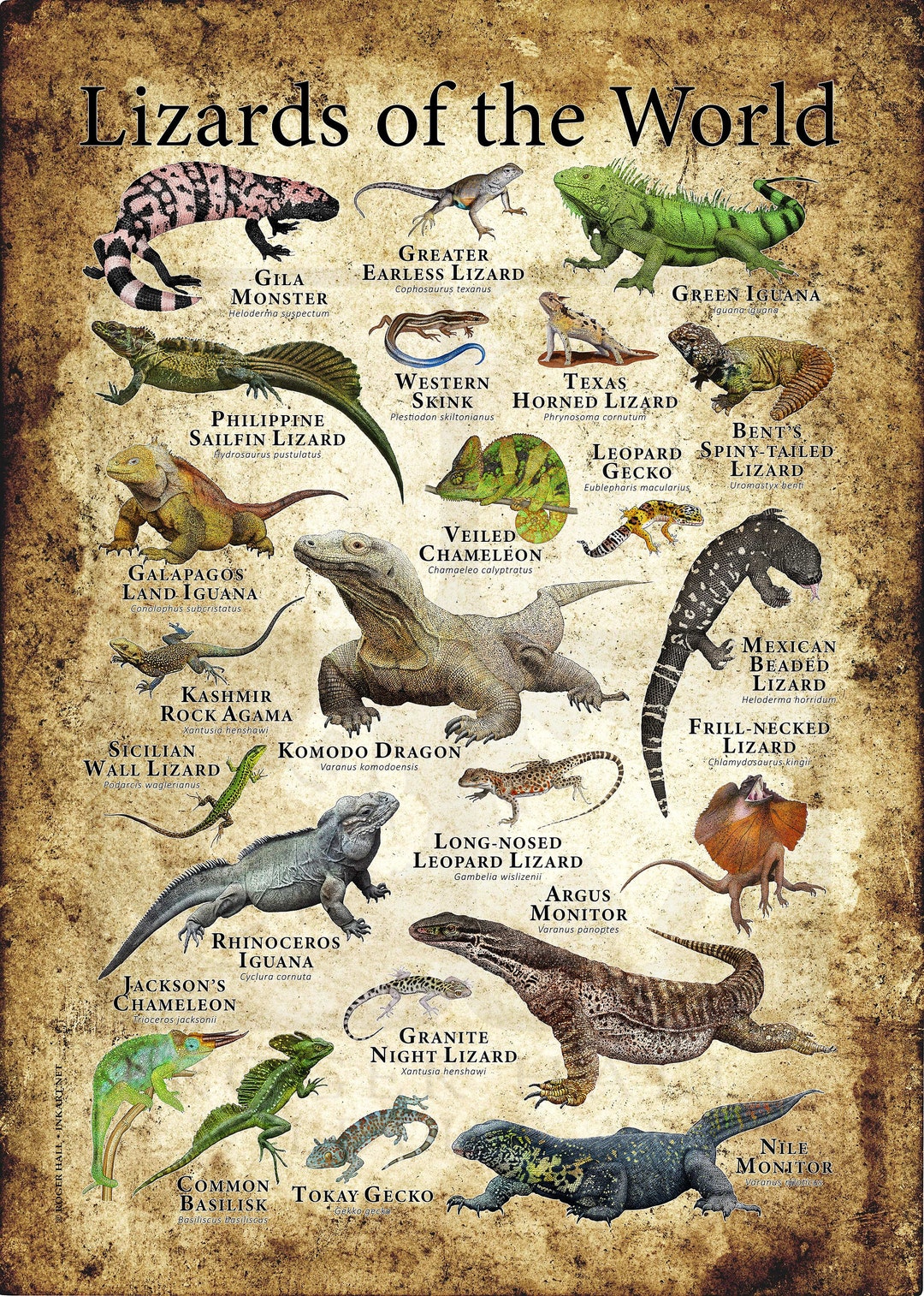 Lizards of the World Poster Print - Etsy